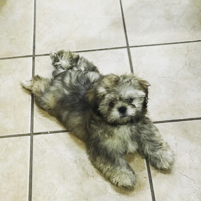 Brindle Shih Tzu: A Complete Guide To Shih Tzu Coat Colors