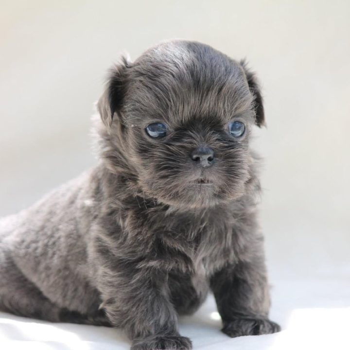 Silver Shih Tzu: Is This The Most Unique Shih Tzu Color?
