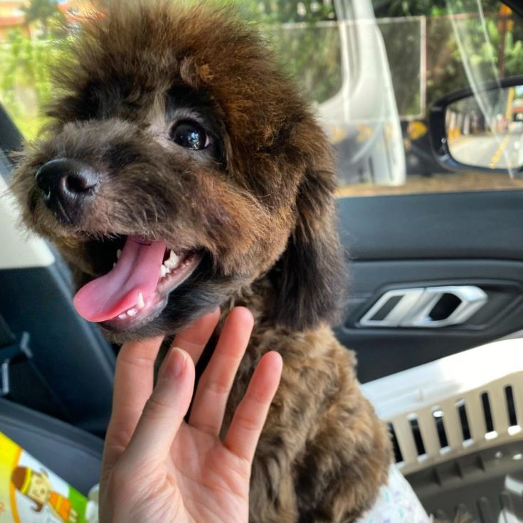 Poodle Colors: 35 Poodle Coat Colors And Genetics Explained