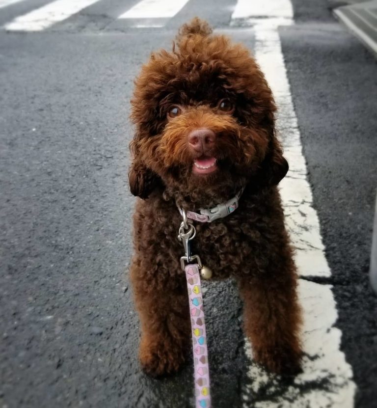 Poodle Colors: 35 Poodle Coat Colors And Genetics Explained