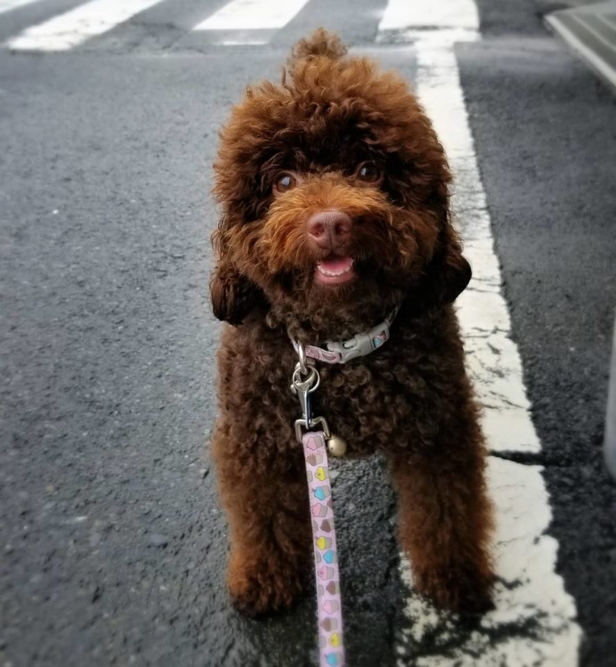 Poodle Colors: 35 Poodle Coat Colors And Genetics Explained