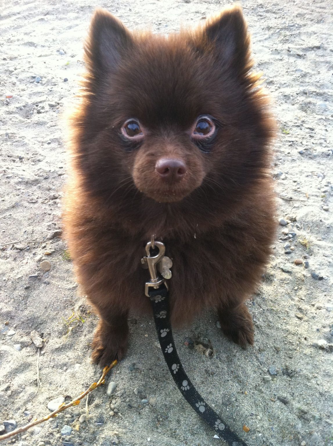 Teacup Pomeranian: Breed Information And Ultimate Care Guide