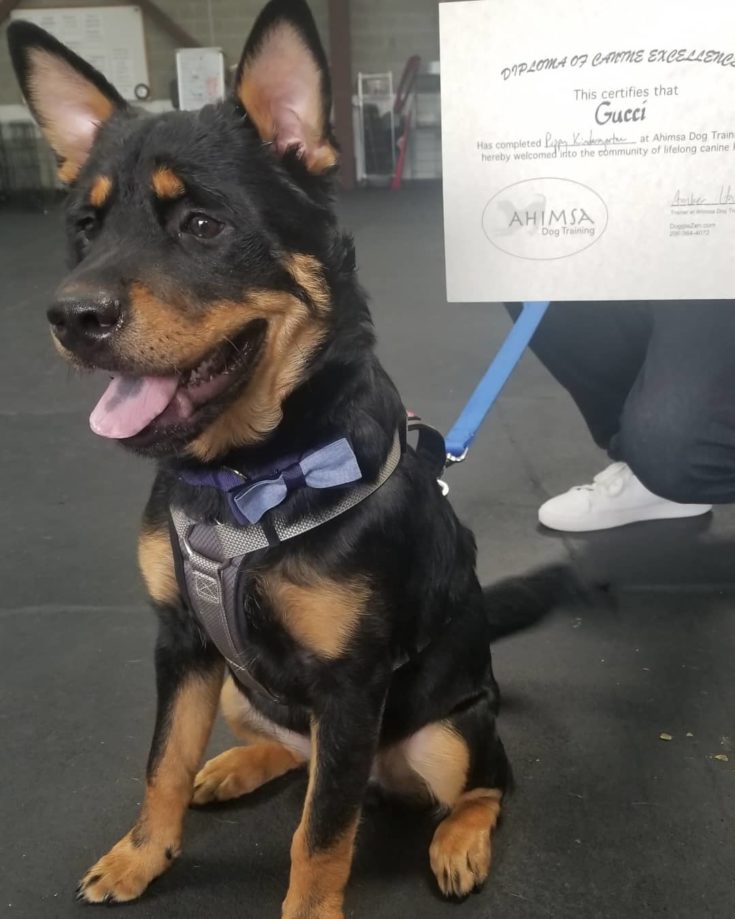 Rottweiler Chow Chow Mix - Adorable Yet Powerful Dog