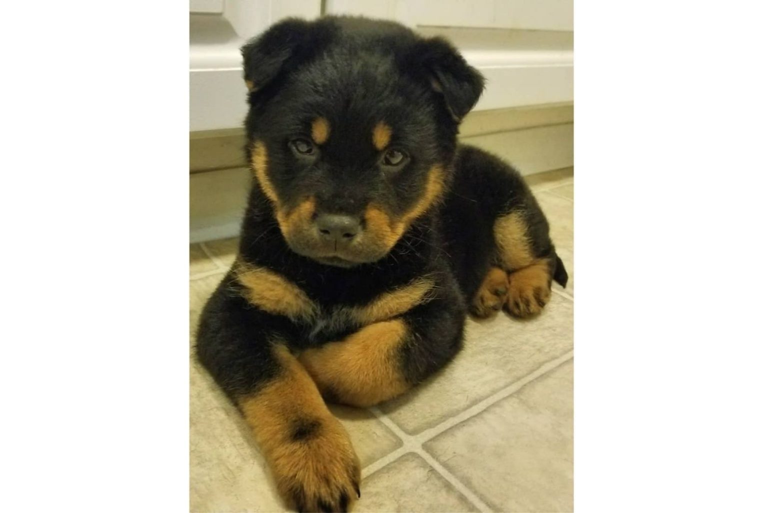 Rottweiler Chow Chow Mix - Adorable Yet Powerful Dog