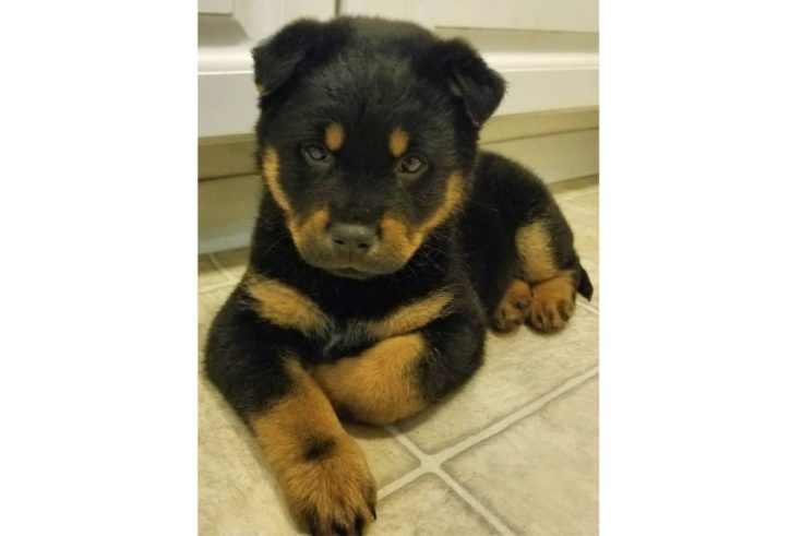 Rottweiler Chow Chow Mix - Adorable Yet Powerful Dog