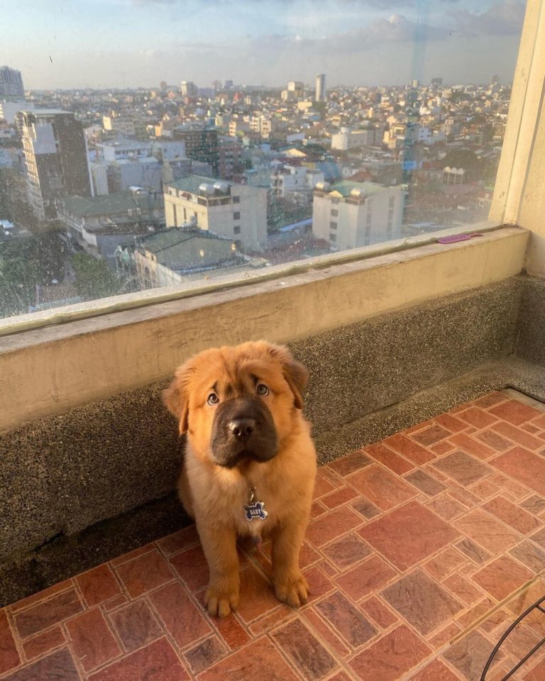 Chow Pei: The Most Unique Mix Of Chinese Dogs