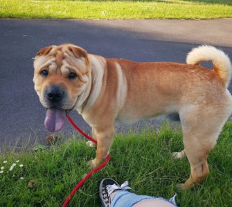 Chow Pei: The Most Unique Mix Of Chinese Dogs