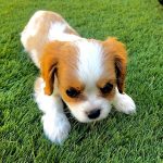 Teacup Cavalier King Charles Spaniel: The Ultimate Guide
