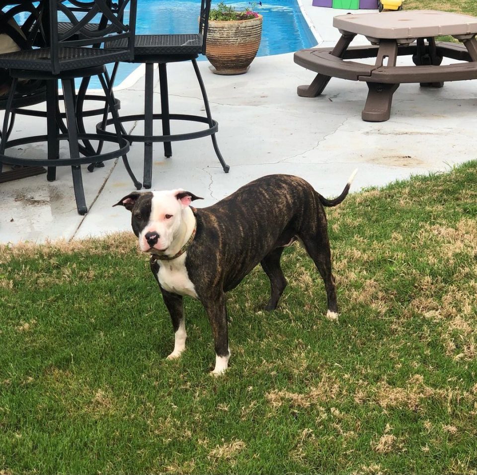 Colby Pitbull: The Famous Black-Nosed Pitbull Bloodline
