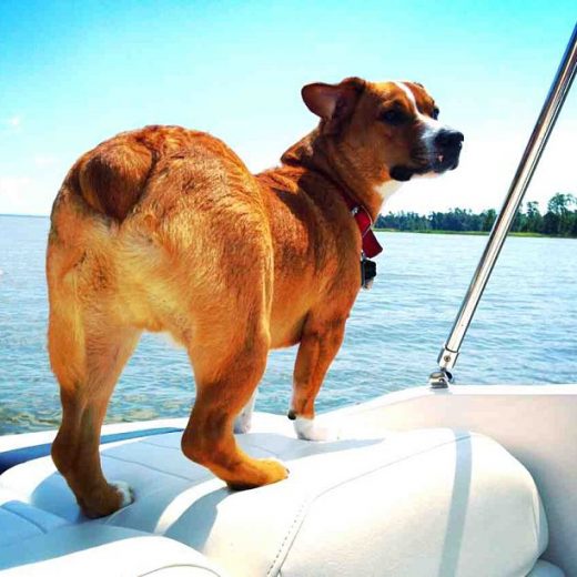 Corgi Boxer Mix: A Shy Lap Dog Or Bouncy Menace?