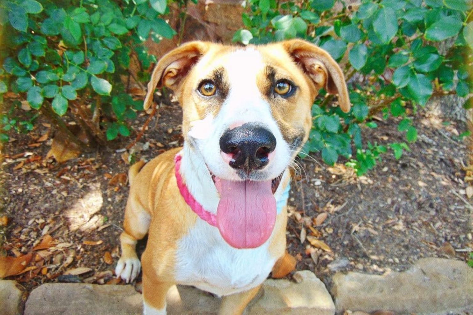 Corgi Boxer Mix: A Shy Lap Dog Or Bouncy Menace?
