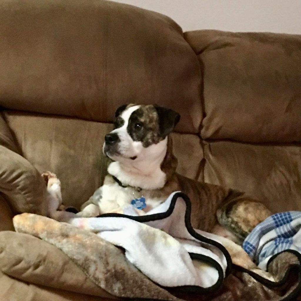 34 Adorable Corgi Mixes That Will Make You Go 'Awwww!'