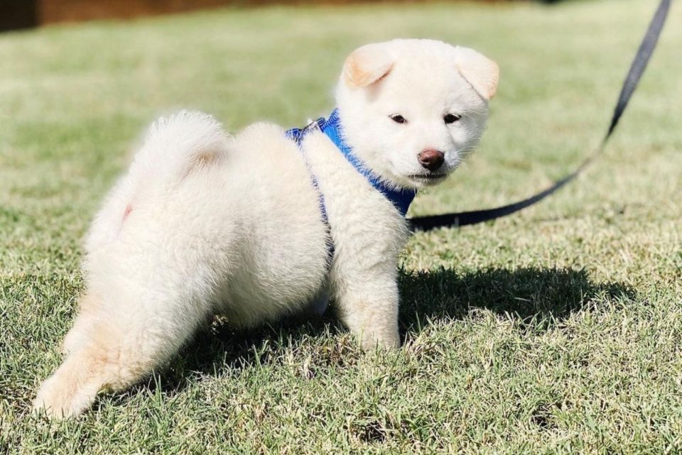 Cream Shiba Inu: The Rarest Shiba Color You'll Adore