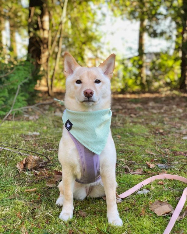 Cream Shiba Inu: The Rarest Shiba Color You'll Adore