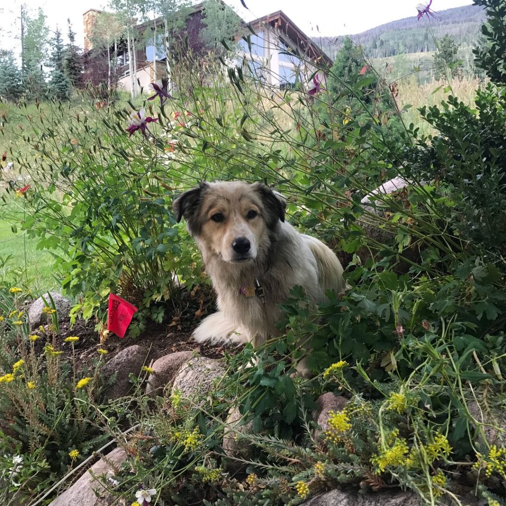 Corgi Saint Bernard Mix: Your Guide To A Rare Cross breed