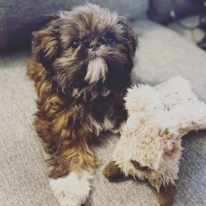 Brindle Shih Tzu: A Complete Guide To Shih Tzu Coat Colors
