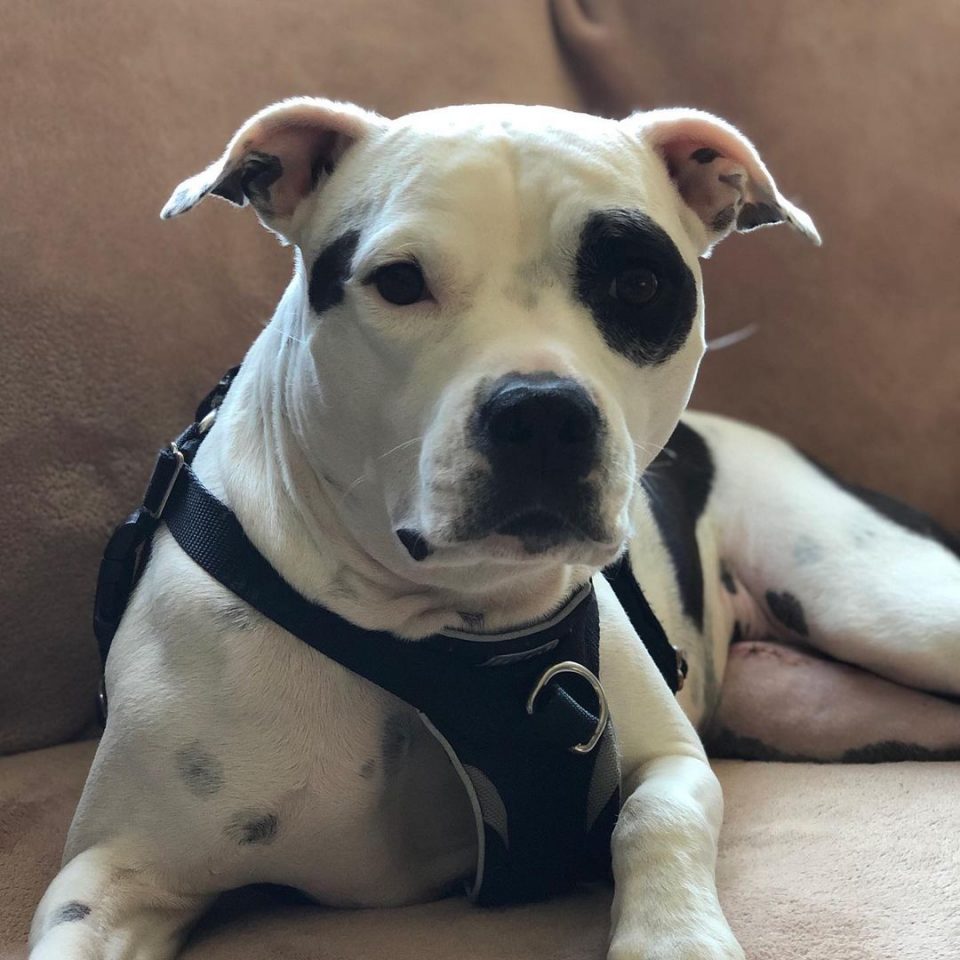 Colby Pitbull: The Famous Black-Nosed Pitbull Bloodline