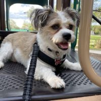 Is The Shorgi The Cutest Dog? All About This Corgi Mix