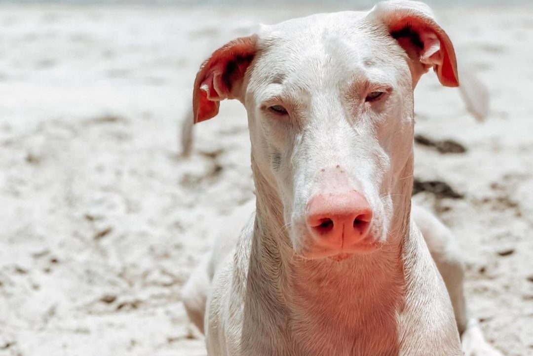 White Doberman Vs Albino Doberman: So Similar, But Different