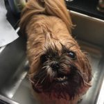 Gold Shih Tzu: A Guide To Shih Tzu Colors And Coat Care