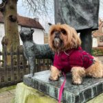 Gold Shih Tzu: A Guide To Shih Tzu Colors And Coat Care