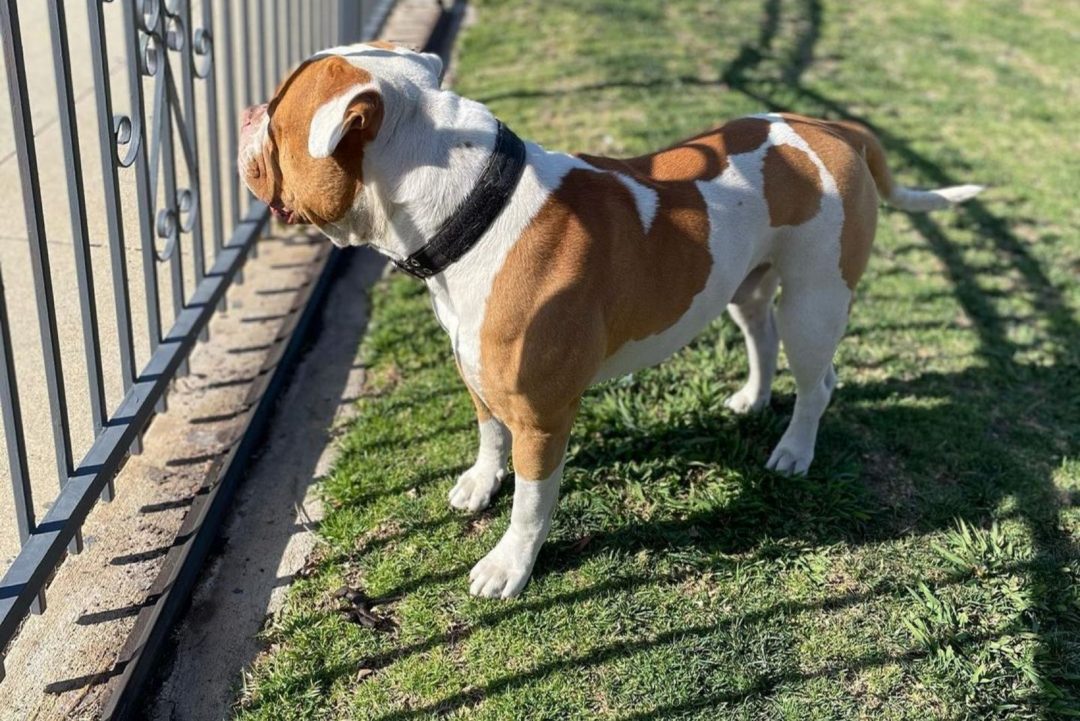 Johnson American Bulldog: In-Depth About This Bully Johnson American Bulldog: In-Depth About This Bully