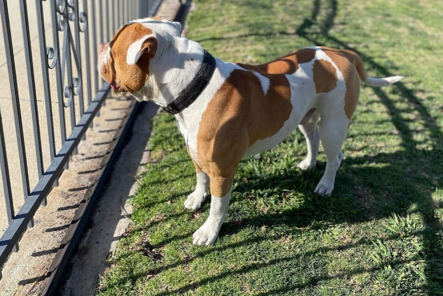 Johnson American Bulldog: In-Depth About This Bully