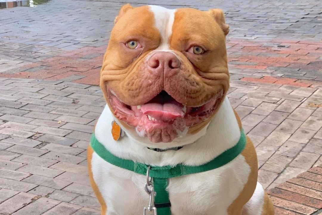 Johnson American Bulldog: In-Depth About This Bully