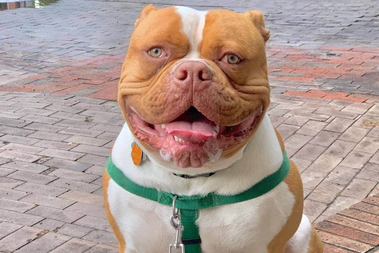 Johnson American Bulldog: In-Depth About This Bully Johnson American Bulldog: In-Depth About This Bully