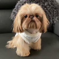Liver Shih Tzu: The Story Behind This Rare Beauty