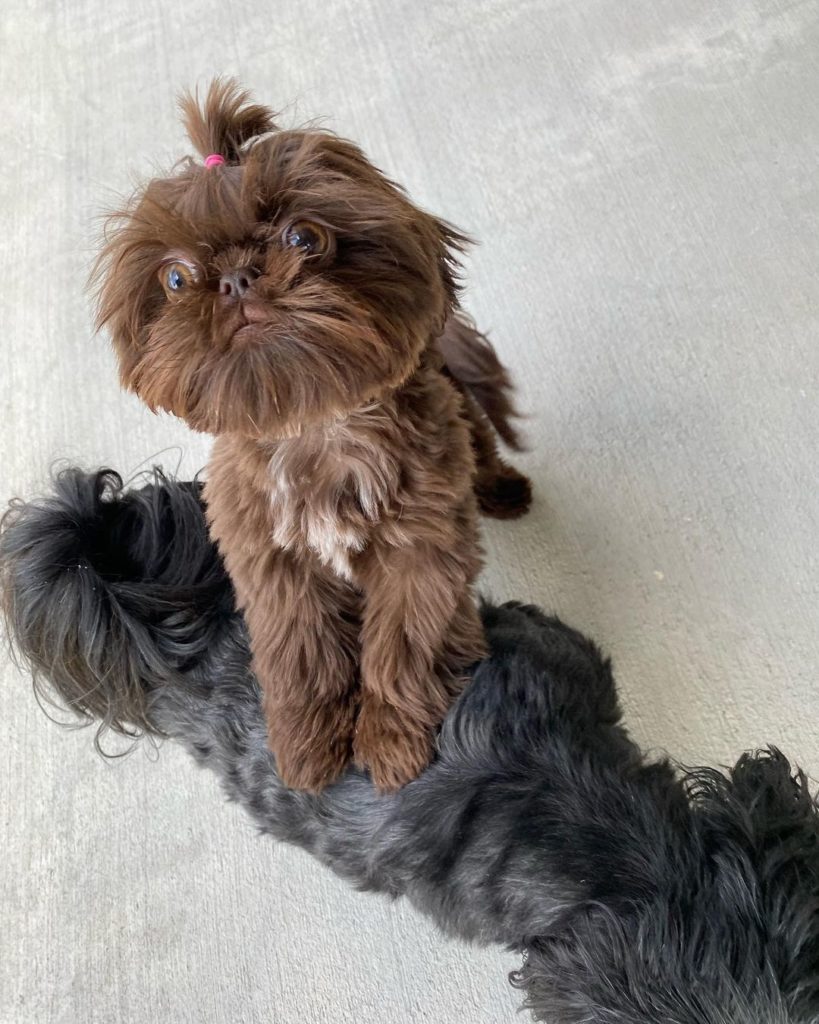 Liver Shih Tzu: The Story Behind This Rare Beauty