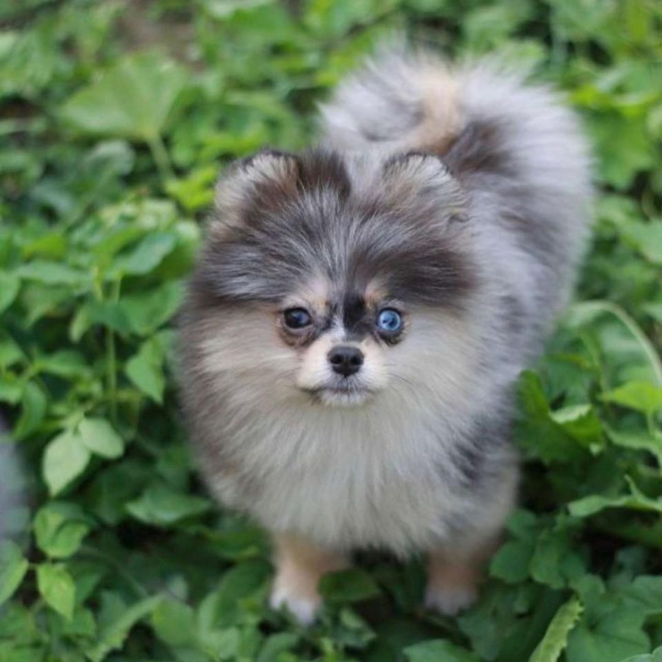Teacup Pomeranian: Breed Information And Ultimate Care Guide