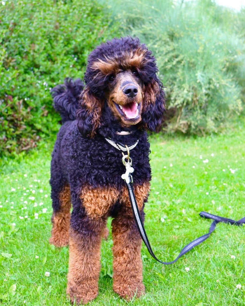 Poodle Colors: 35 Poodle Coat Colors And Genetics Explained