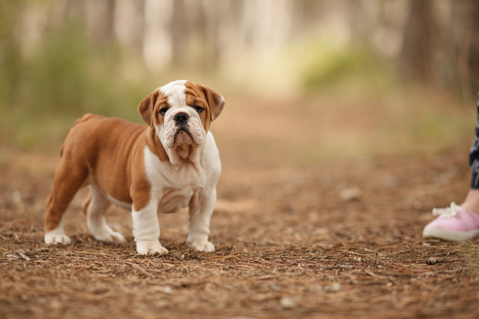 English Bulldog Colors: Cute Bulldog Colors Explained