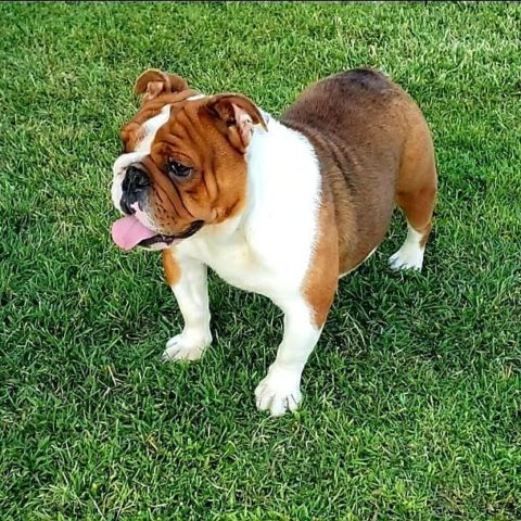 10+ English Bulldog Colors: All About Standard & Rare Colors