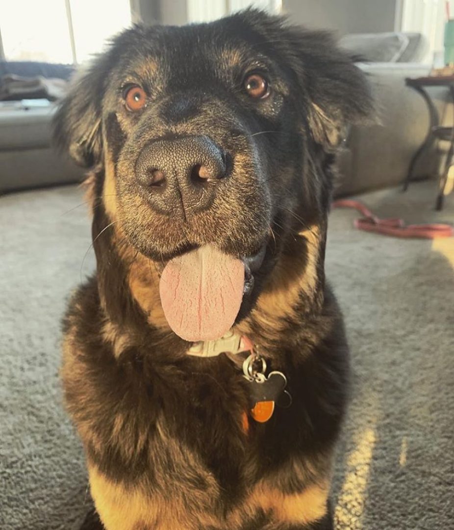 Rottweiler Chow Chow Mix - Adorable Yet Powerful Dog