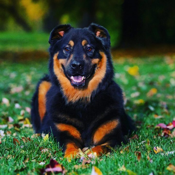 Rottweiler Chow Chow Mix - Adorable Yet Powerful Dog