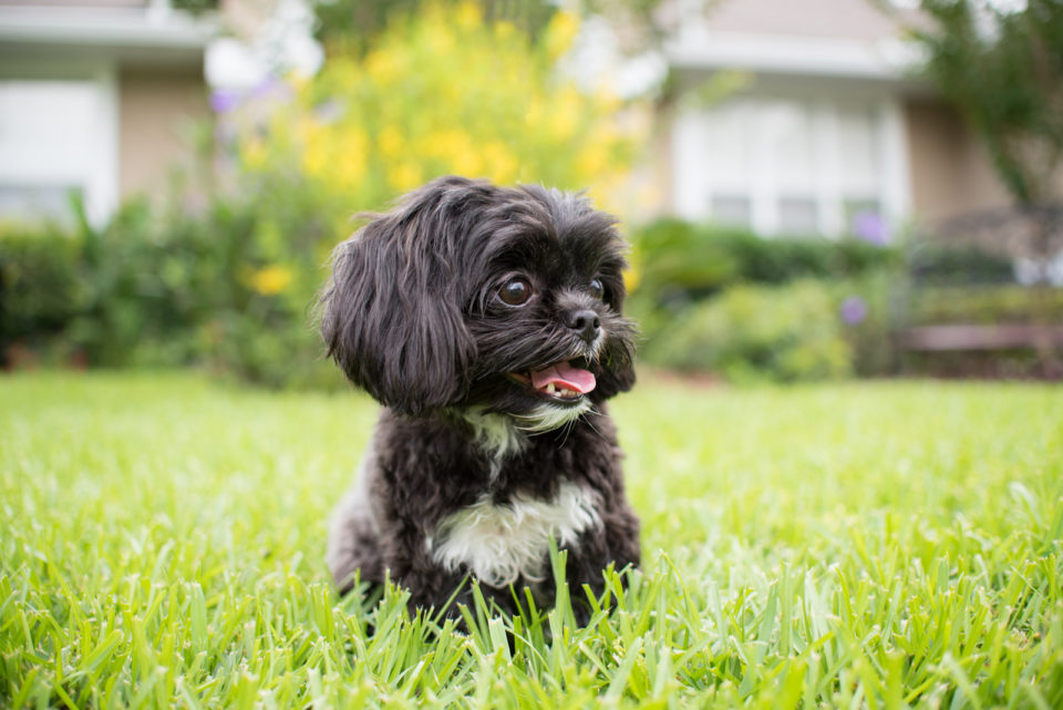 Black And White Shih Tzu – Rare Shih Tzu Colors Explained