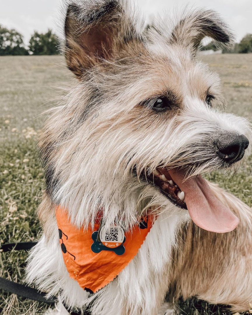 Is The Shorgi The Cutest Dog? All About This Corgi Mix