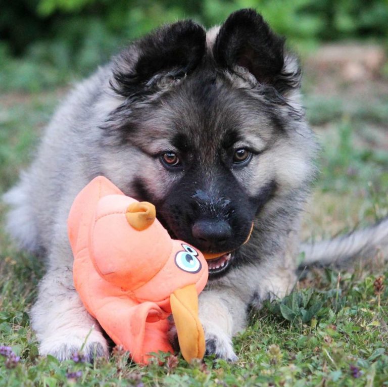 15 German Shepherd Colors That'll Take Your Breath Away