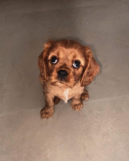 Teacup Cavalier King Charles Spaniel: The Ultimate Guide