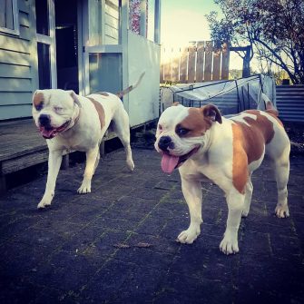 Johnson American Bulldog: A Complete Guide For Bulldog Lovers
