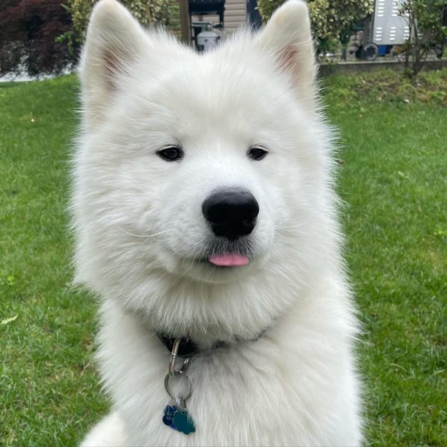 50+ Cute And Popular Samoyed Names - Adorable Name Ideas
