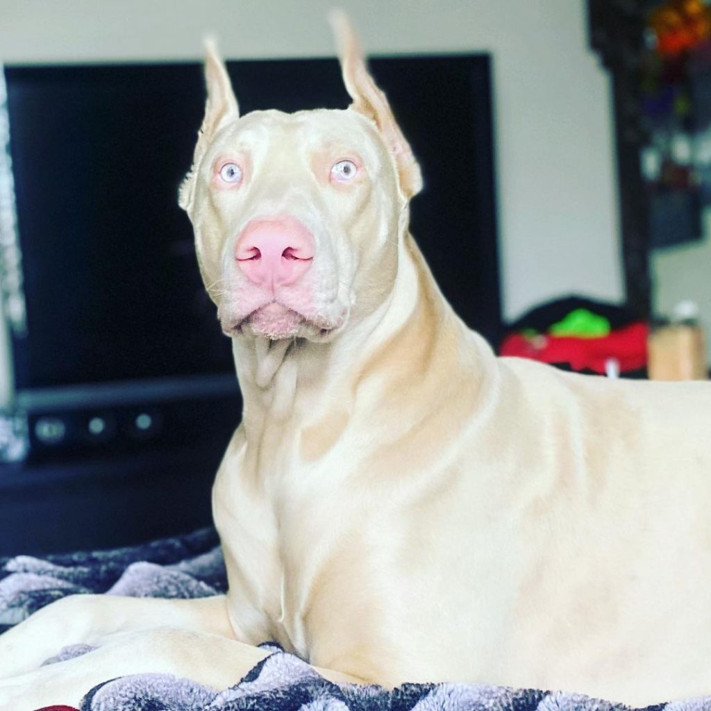 White Doberman Vs Albino Doberman: So Similar, But Different