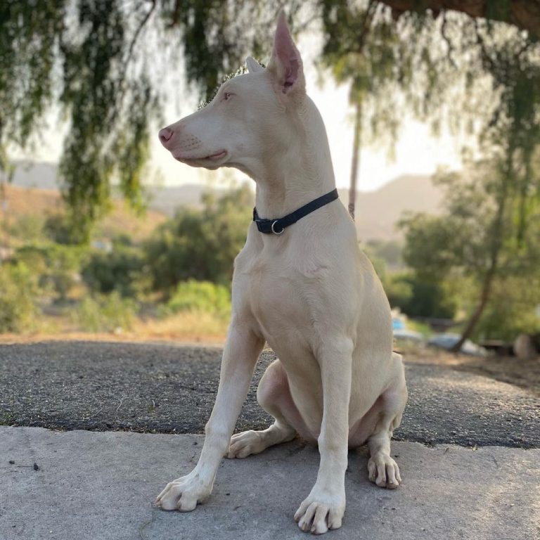 White Doberman Vs Albino Doberman: So Similar, Yet So Different
