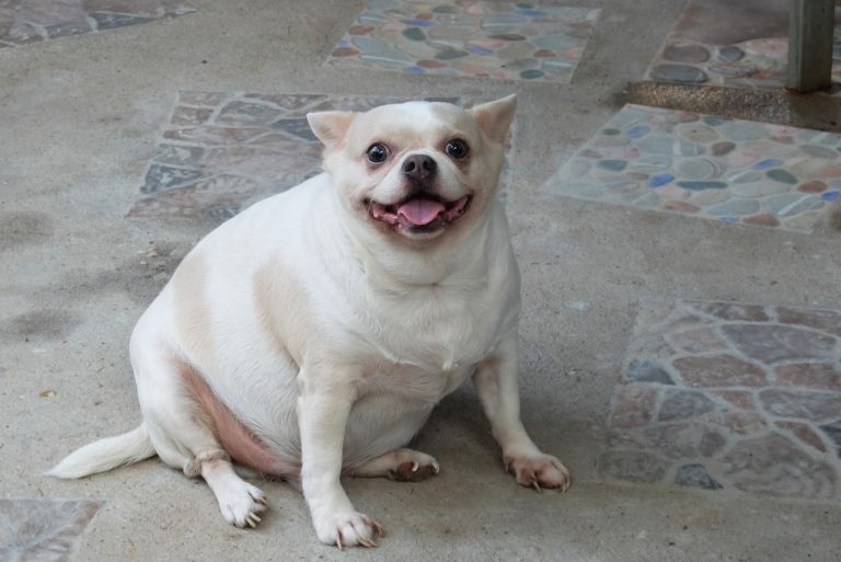 Fat Chihuahua: A Guide To Slimming For Obese Chihuahuas