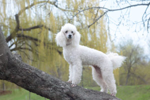 Poodle Colors: 35 Poodle Coat Colors And Genetics Explained