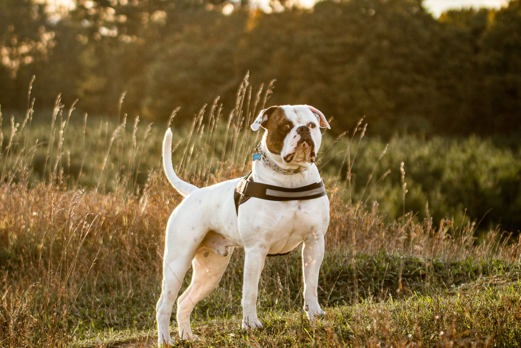 Cane Corso Bulldog Mix: What You Should Know Before Buying