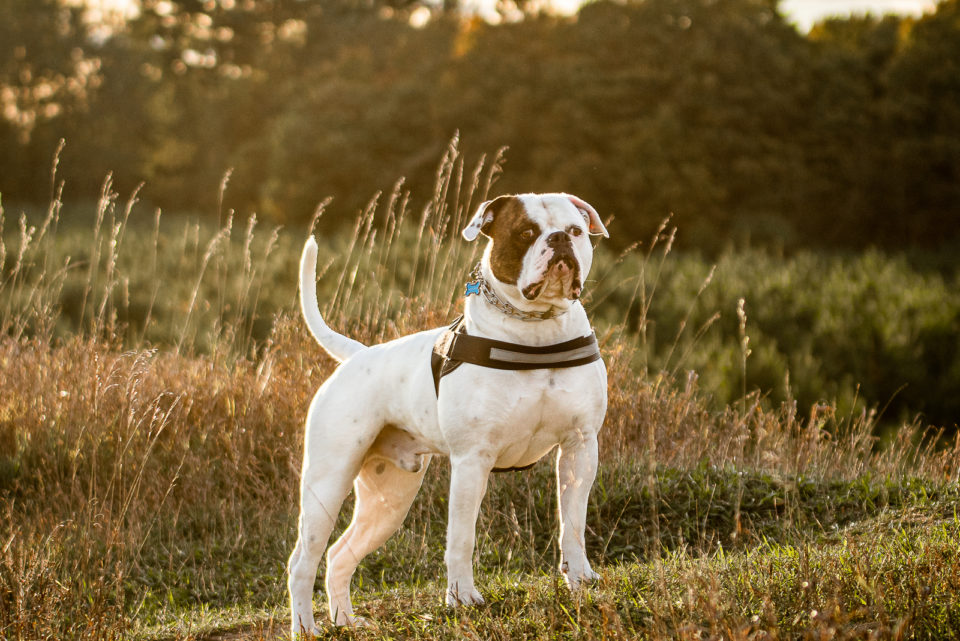 Cane Corso Bulldog Mix: What You Should Know Before Buying