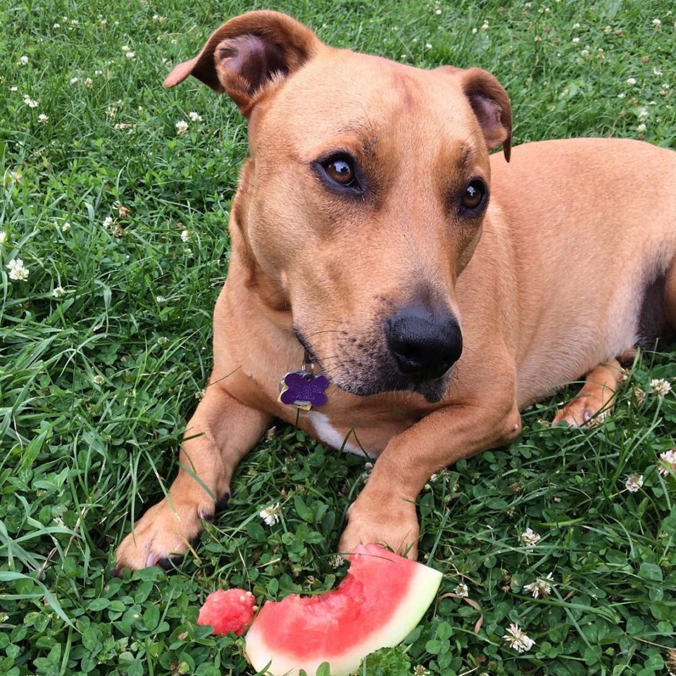 Basset Hound Pitbull Mix: Get To Know This Rare Hybrid